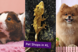 12 Best Massage Spas In Melaka That Will Rejuvenate You | The Kind Helper