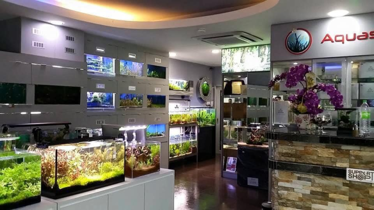 12 Aquarium Shops In KL And Selangor For Your Aquatic Animals | The ...