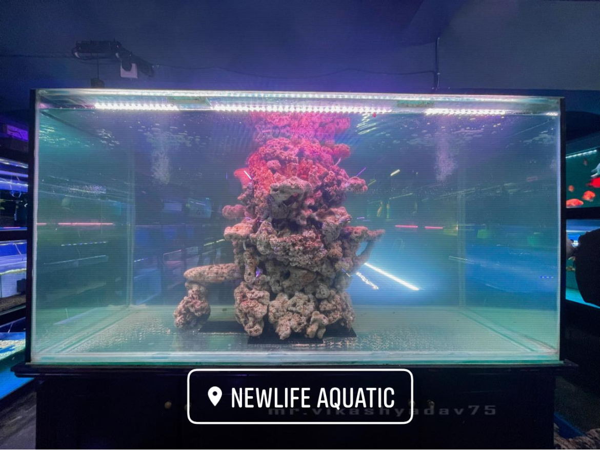 12 Aquarium Shops In KL And Selangor For Your Aquatic Animals | The ...