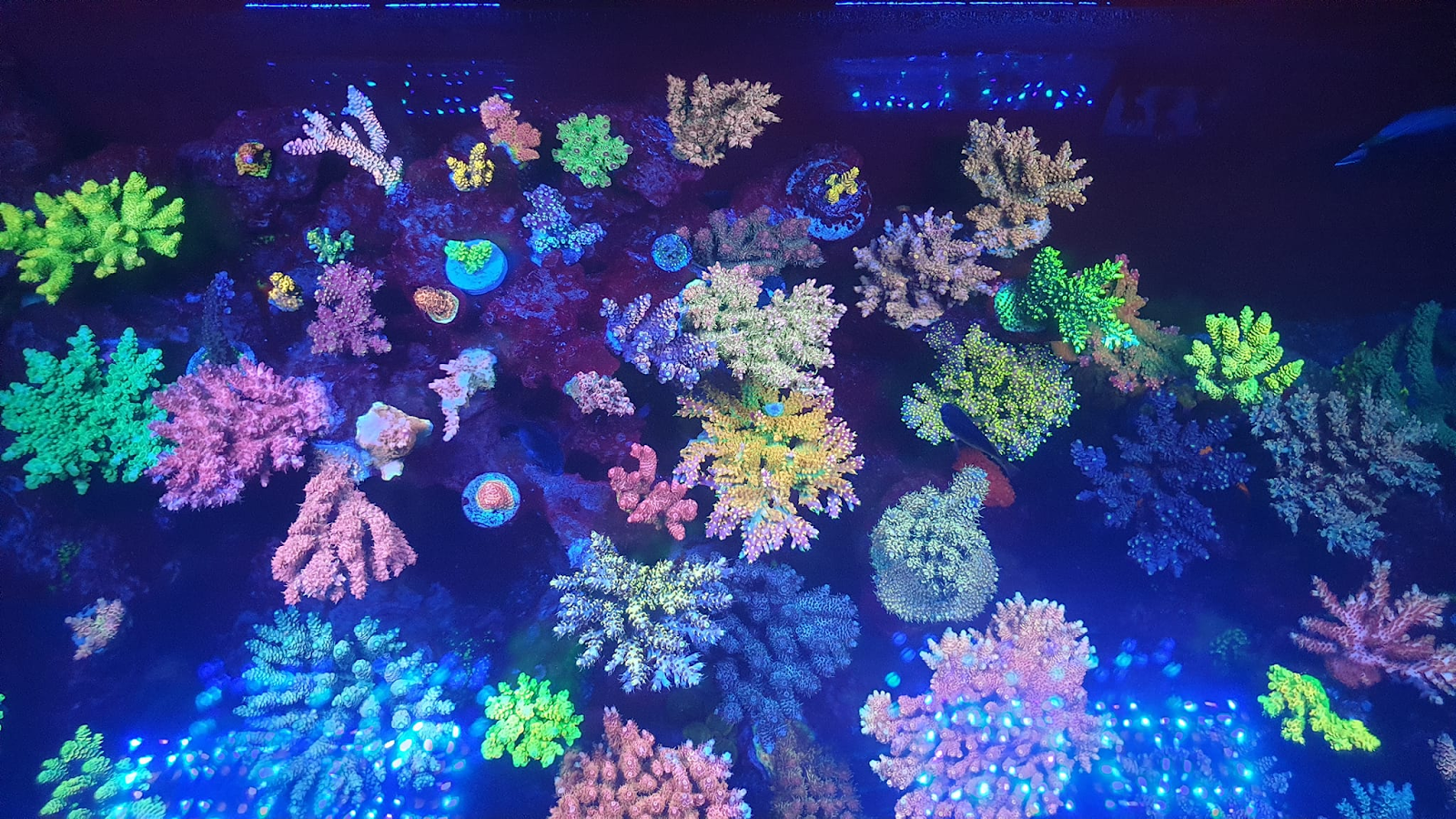 12 Aquarium Shops In KL And Selangor For Your Aquatic Animals | The ...