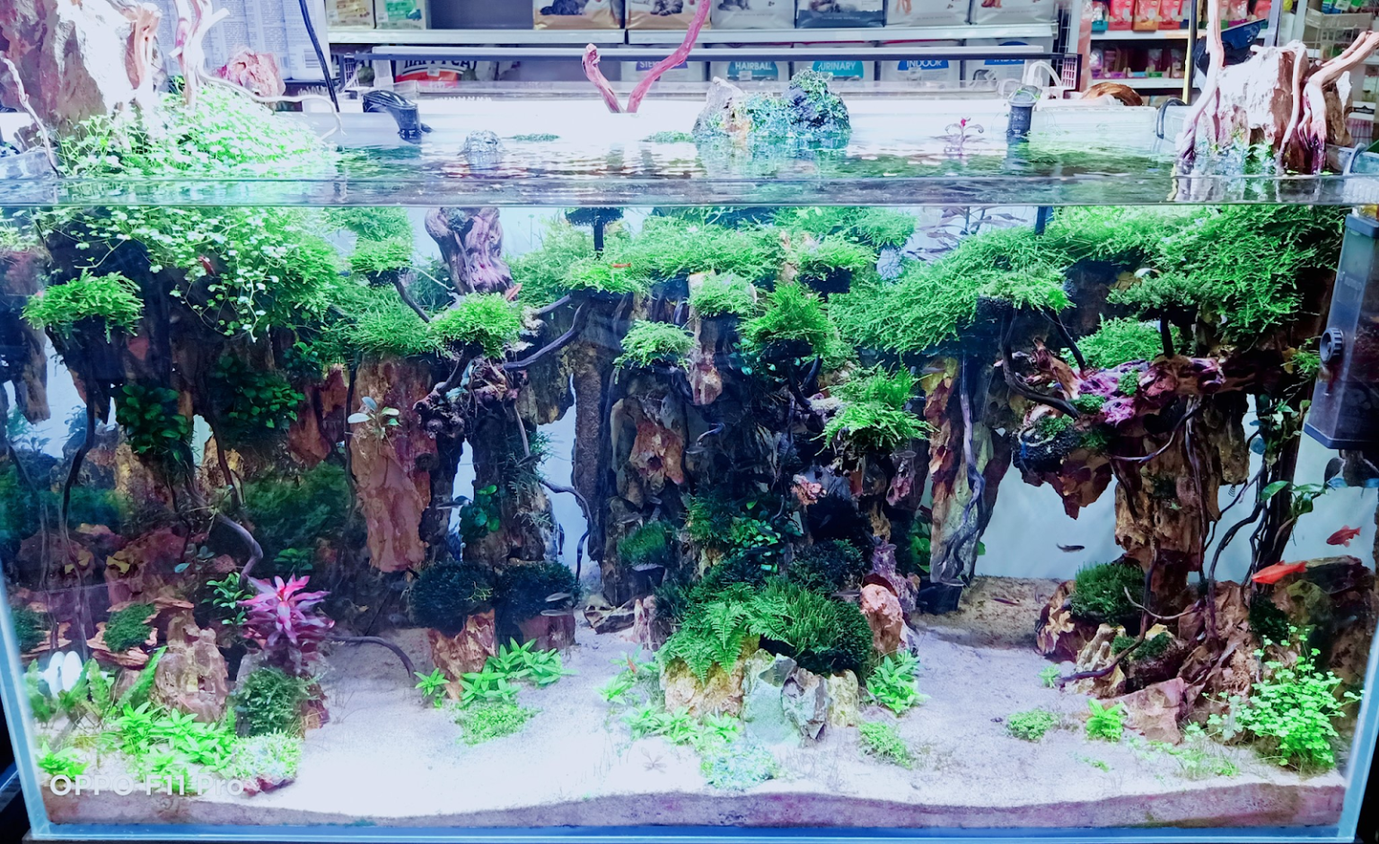12 Aquarium Shops In KL And Selangor For Your Aquatic Animals | The ...