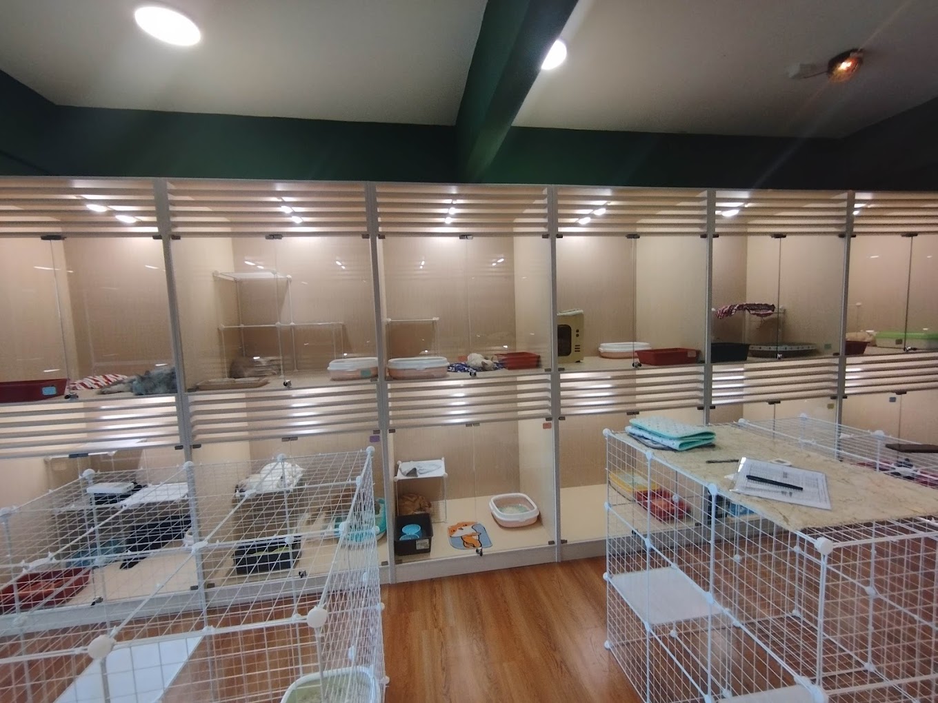11 Pet Hotel In KL And Selangor That Are Perfect For Your Furbabies ...