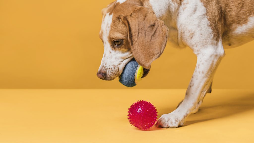 Top 10 Pet Enrichment Stores To Buy Dog Toys In Singapore | The Kind Helper